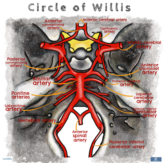 Arteries of the head and neck