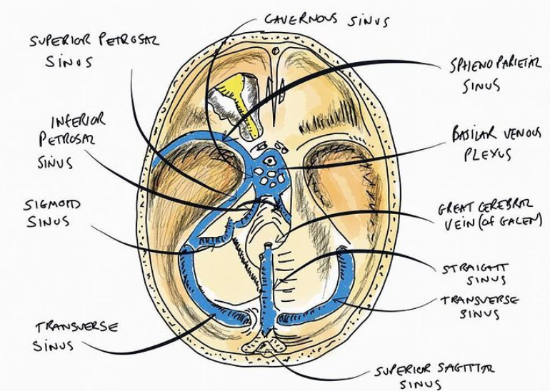 Venous drainage of the head and neck