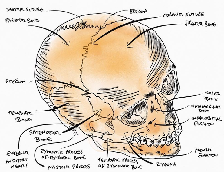 The Skull and Cranial Cavity